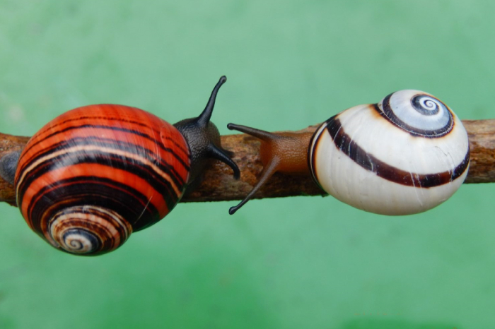 Urenlang seksende slak genomineerd voor ‘Weekdier van het Jaar’ - Advalvas